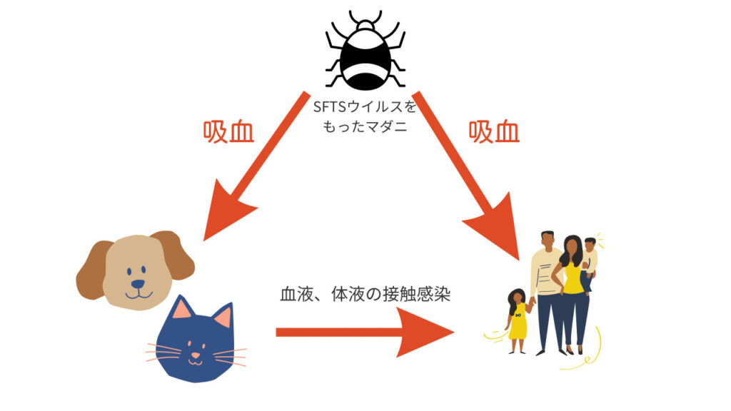 【SFTS感染症】現動物看護師が解説！マダニを媒介する感染症「SFTS(重症熱性血小板減少症候群ウイルス)について」